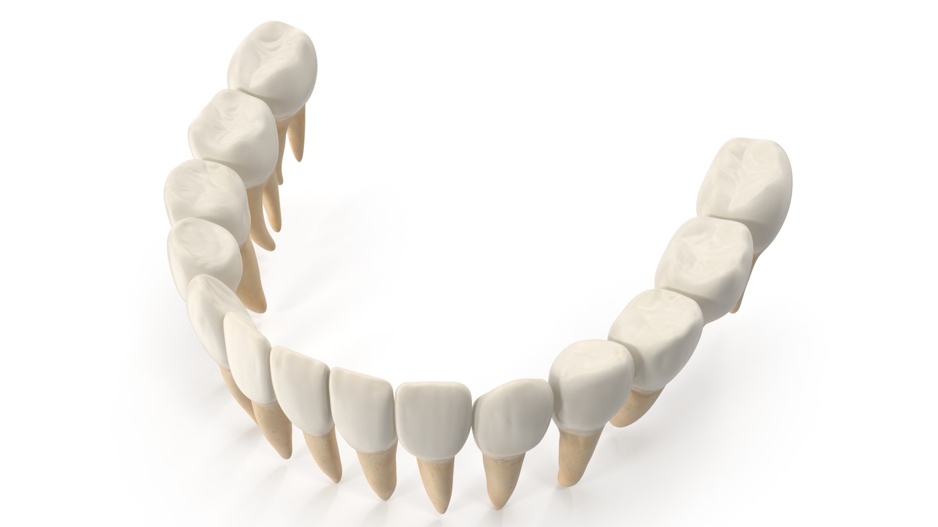 Realistic Human Teeth 3D model - TurboSquid 2169849