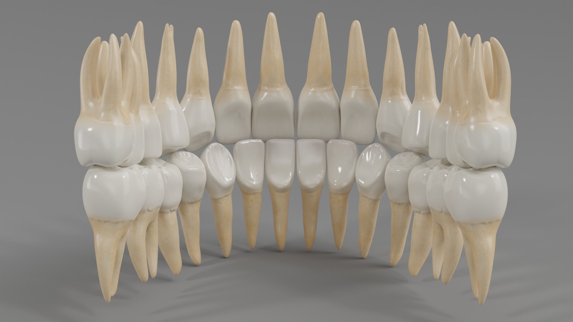Realistic Human Teeth 3D model - TurboSquid 2169849