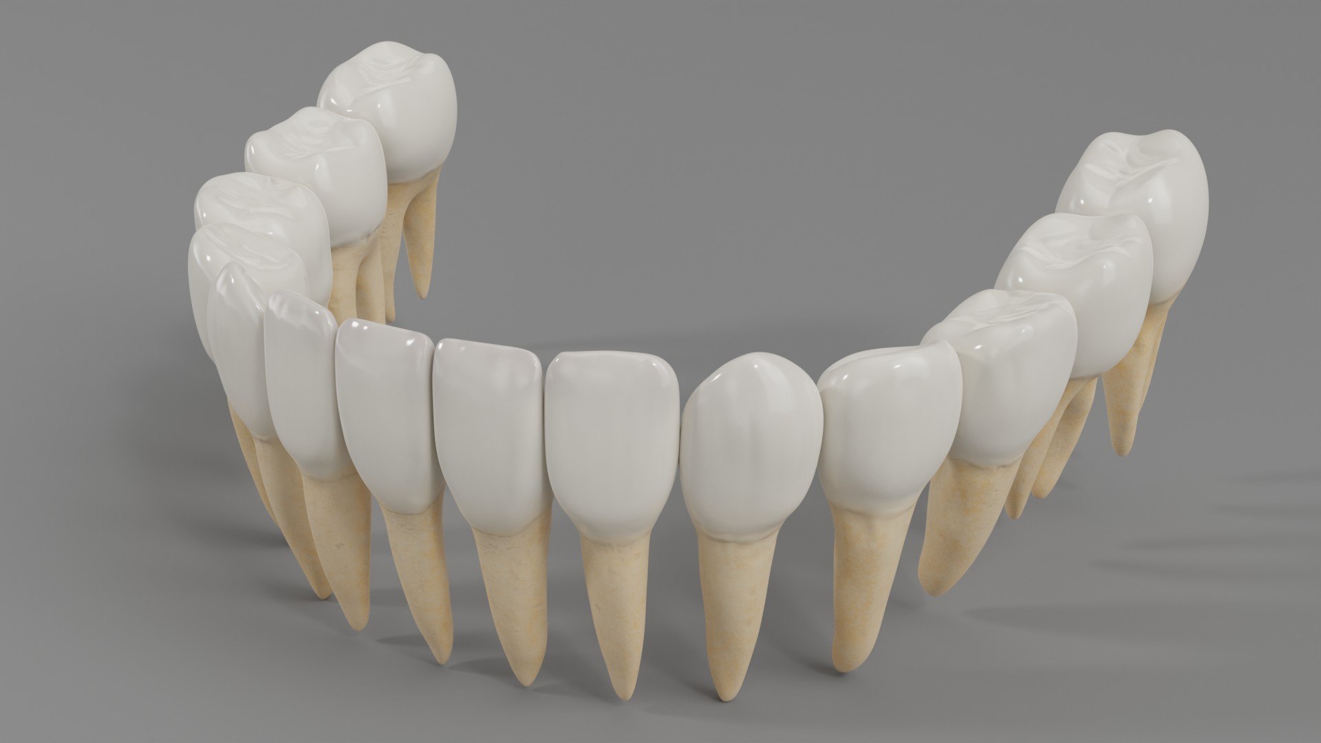 Realistic Human Teeth 3D model - TurboSquid 2169849