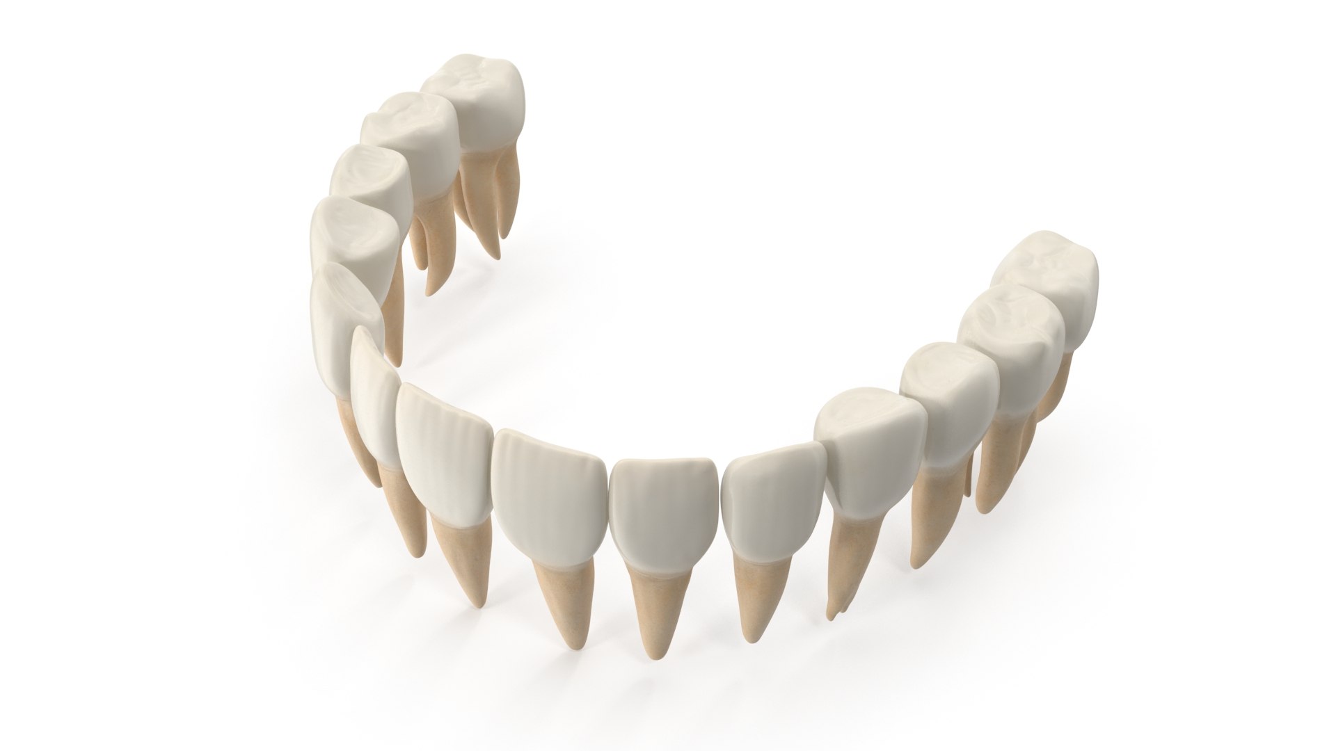 Realistic Human Teeth 3D model - TurboSquid 2169849