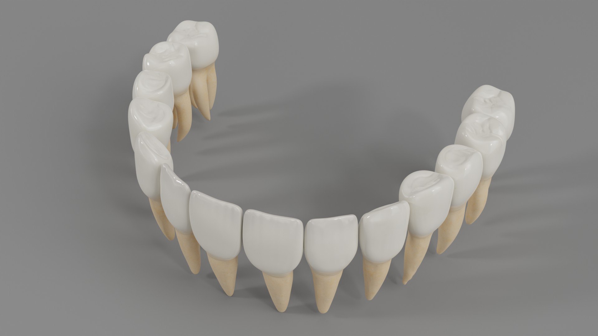 Realistic Human Teeth 3D model - TurboSquid 2169849