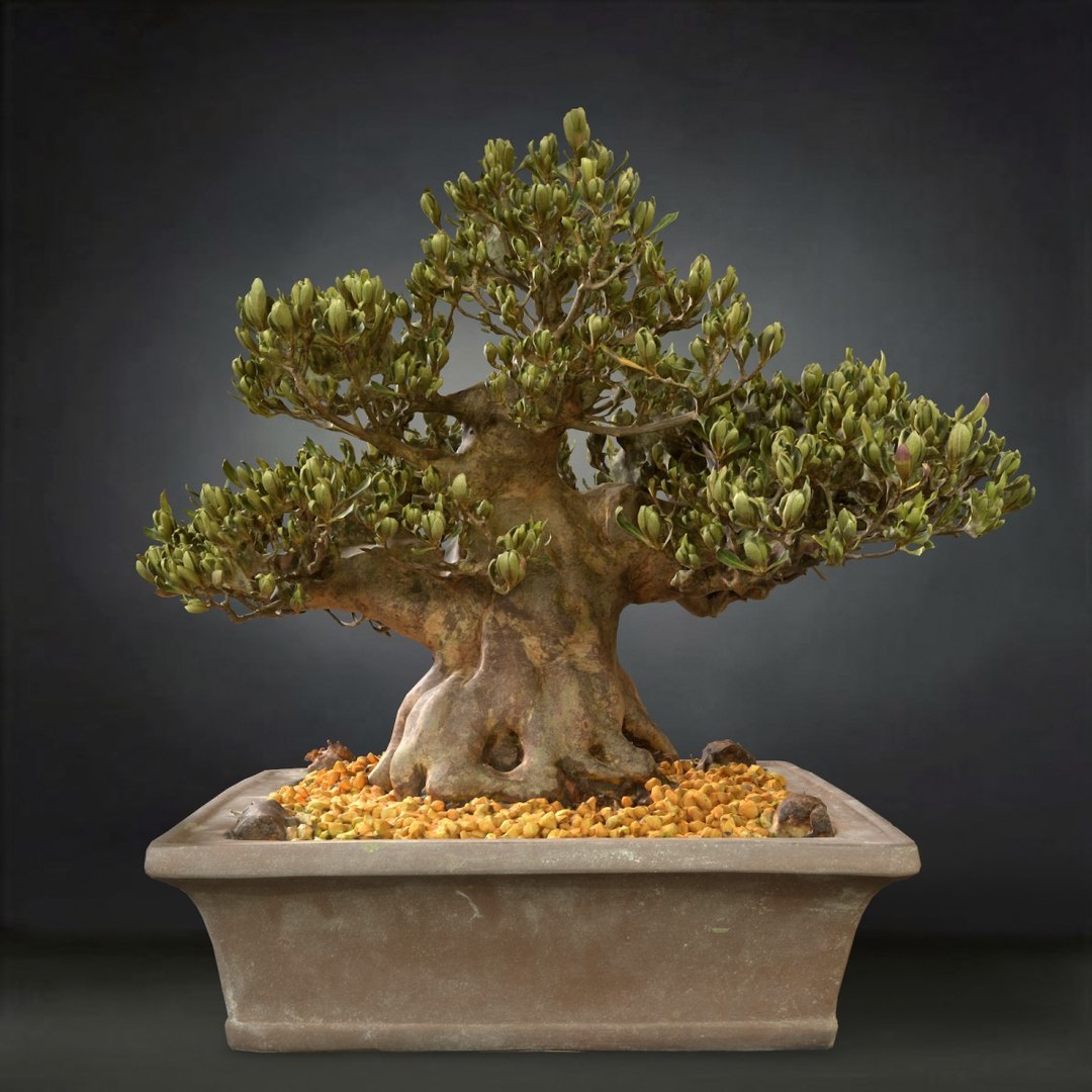 Bonsai Tree Satsuki Chinzan 3D - TurboSquid 1154326