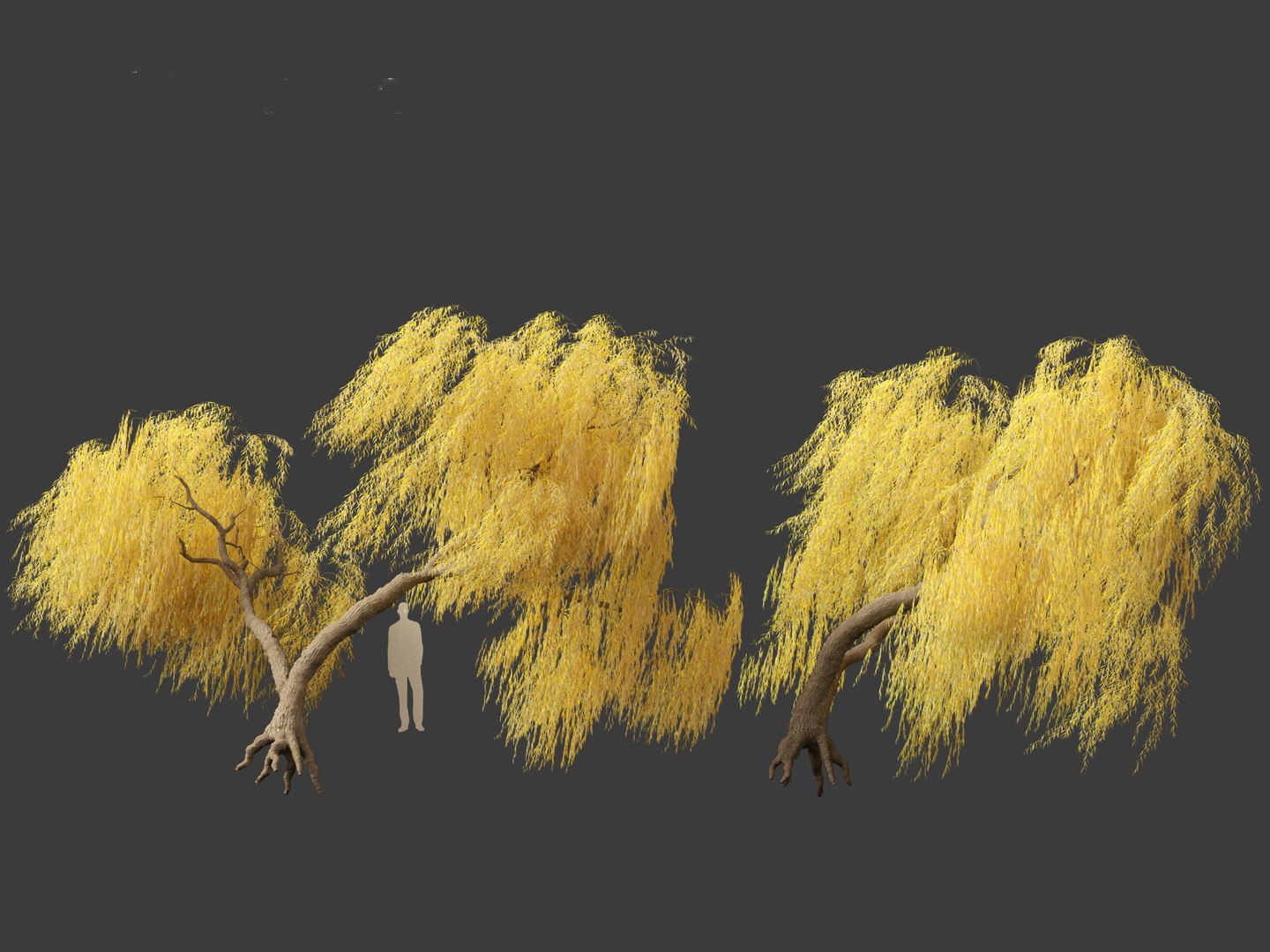Salix Babylonica - Weeping Willow 17 3D Model - TurboSquid 2136300