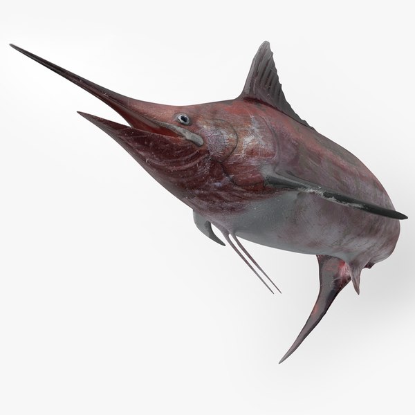 modelo 3d Marlin aparejado L1830 - TurboSquid 1966776