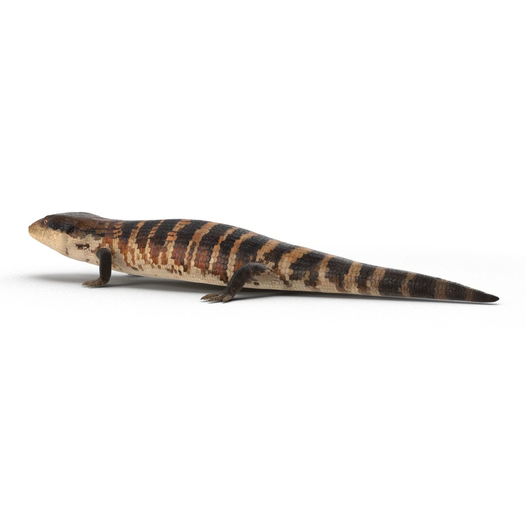 Blue Tongued Skink Rigged Max