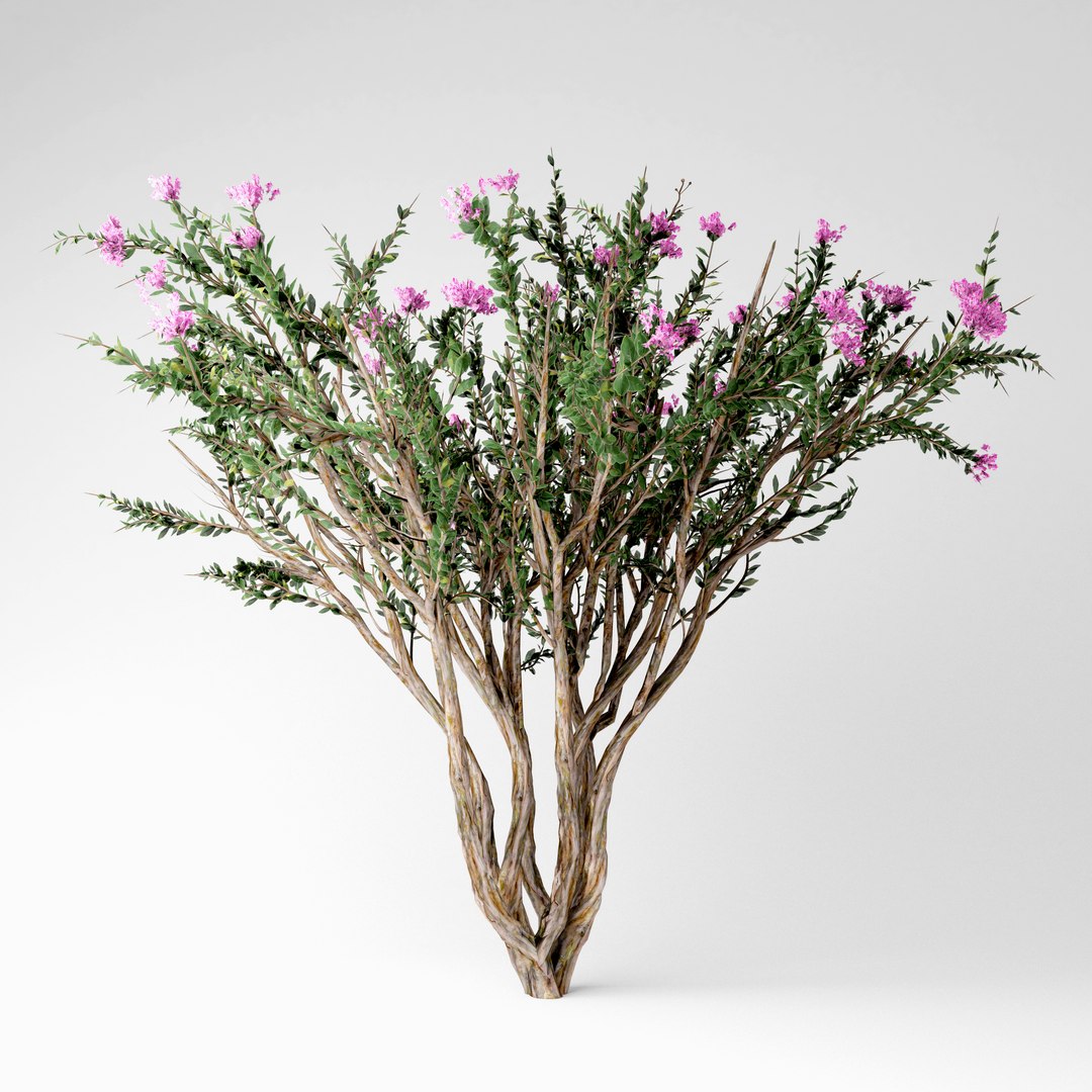 3D Crape Myrtle - TurboSquid 1519372