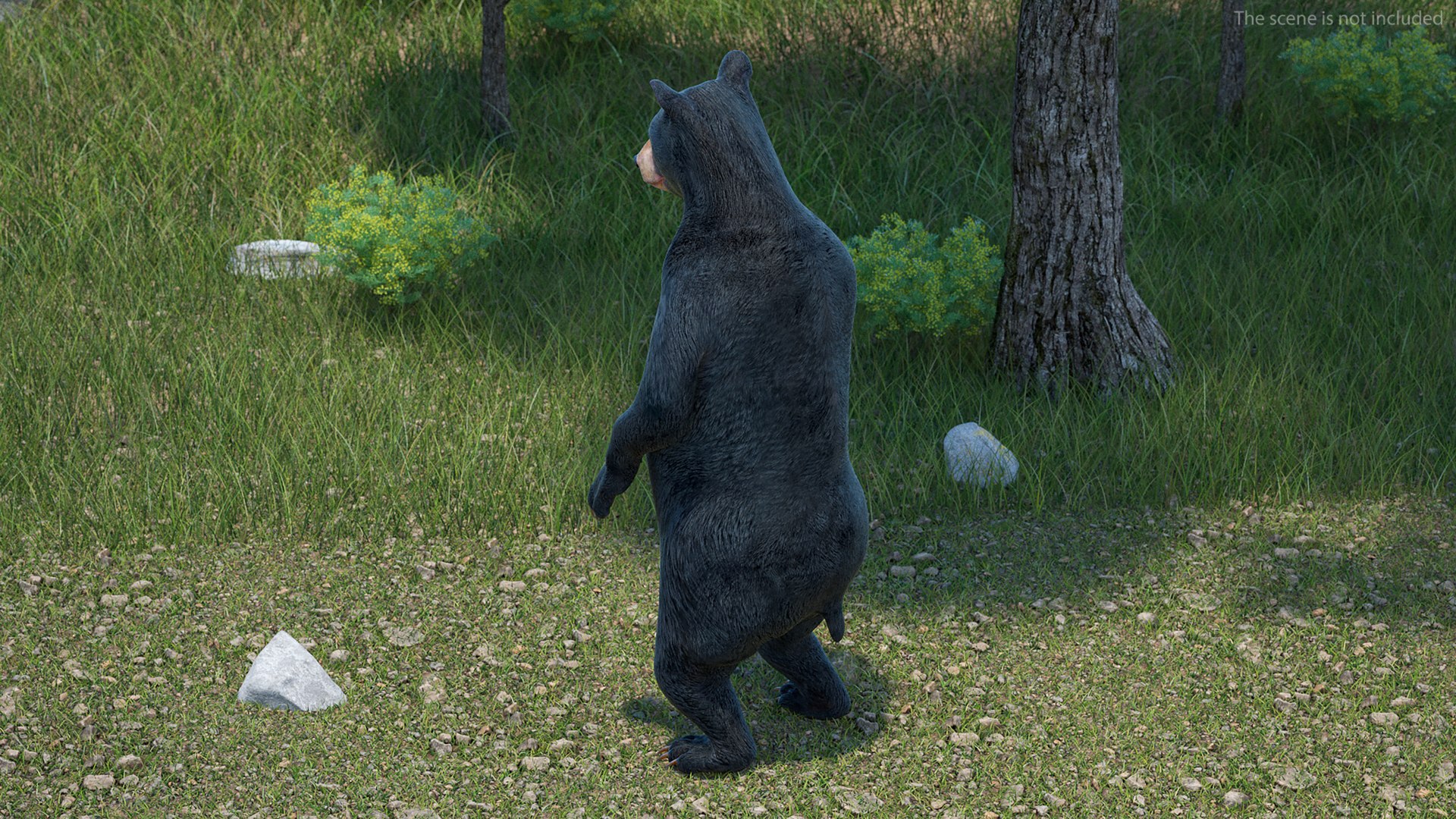 3D Model Standing Black Bear - TurboSquid 2253913