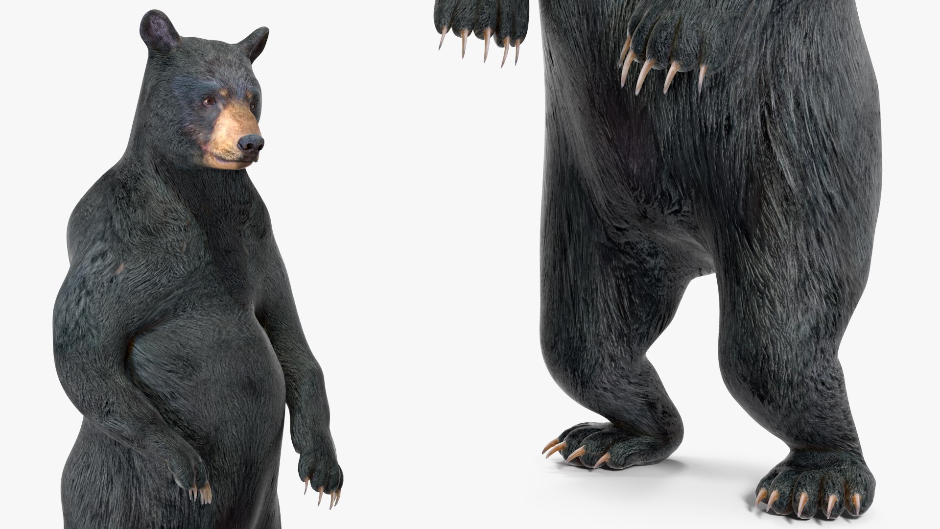 3D Model Standing Black Bear - TurboSquid 2253913