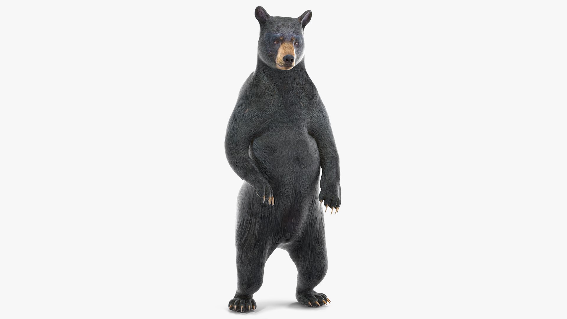 3D Model Standing Black Bear - TurboSquid 2253913