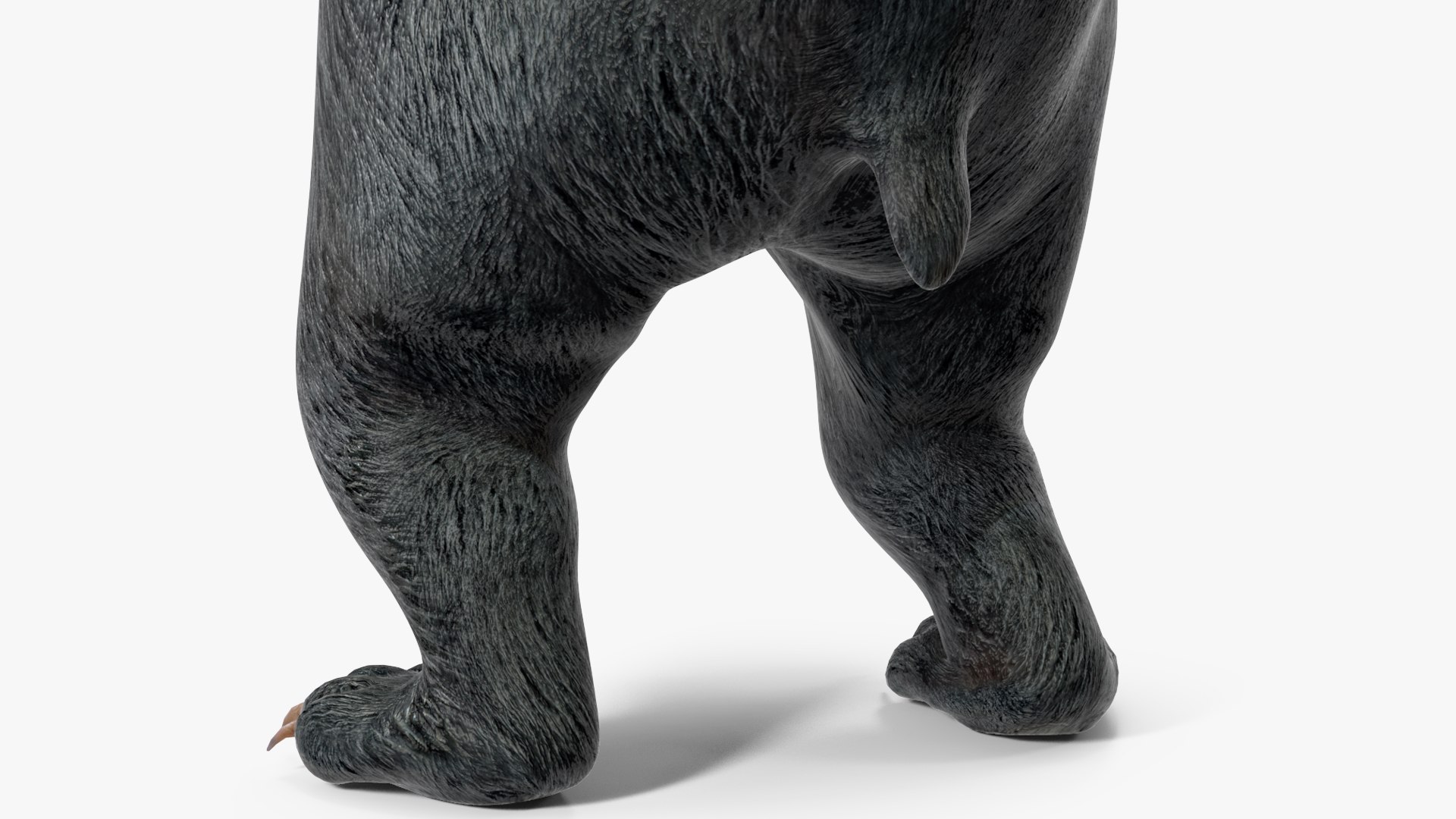 3D Model Standing Black Bear - TurboSquid 2253913