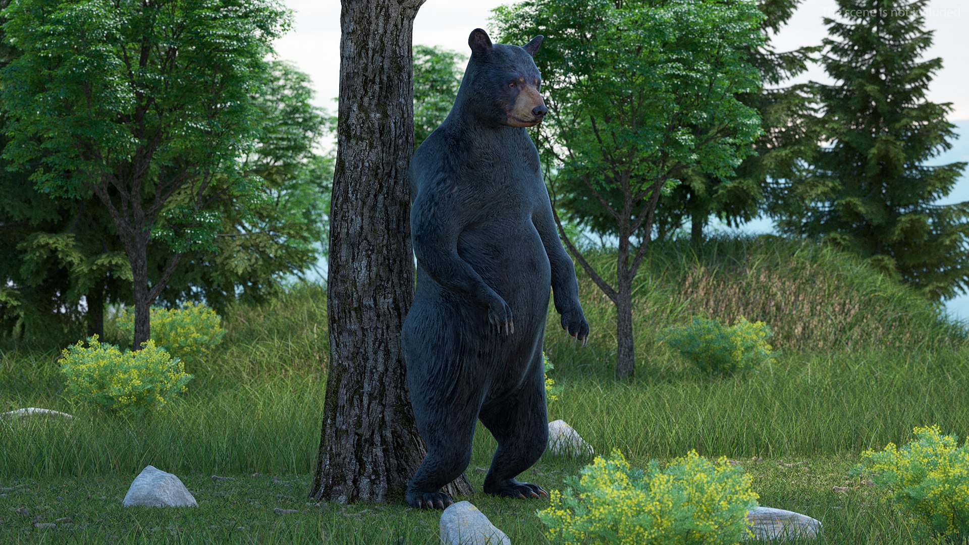 3D Model Standing Black Bear - TurboSquid 2253913