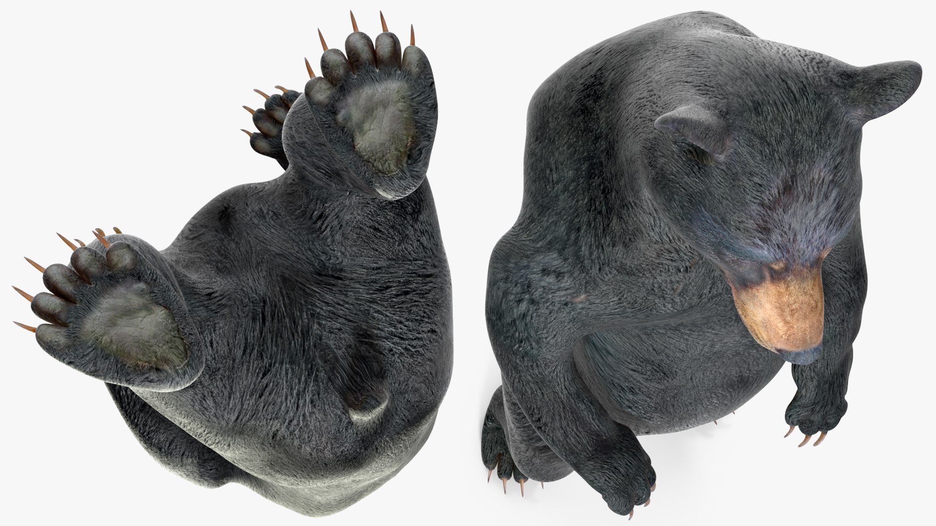 3D Model Standing Black Bear - TurboSquid 2253913