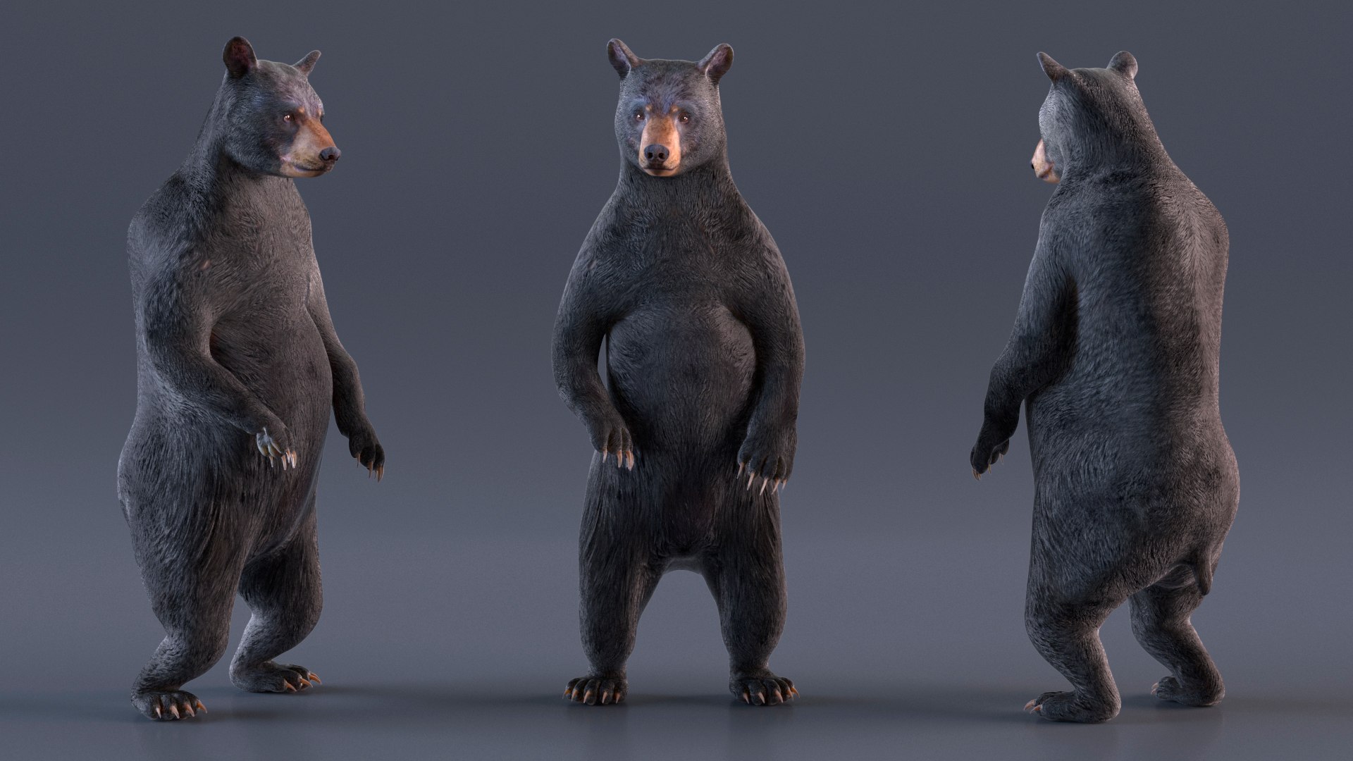 3D Model Standing Black Bear - TurboSquid 2253913