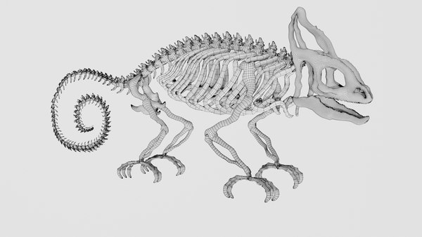 Chameleon Skeleton 3D - TurboSquid 1956824