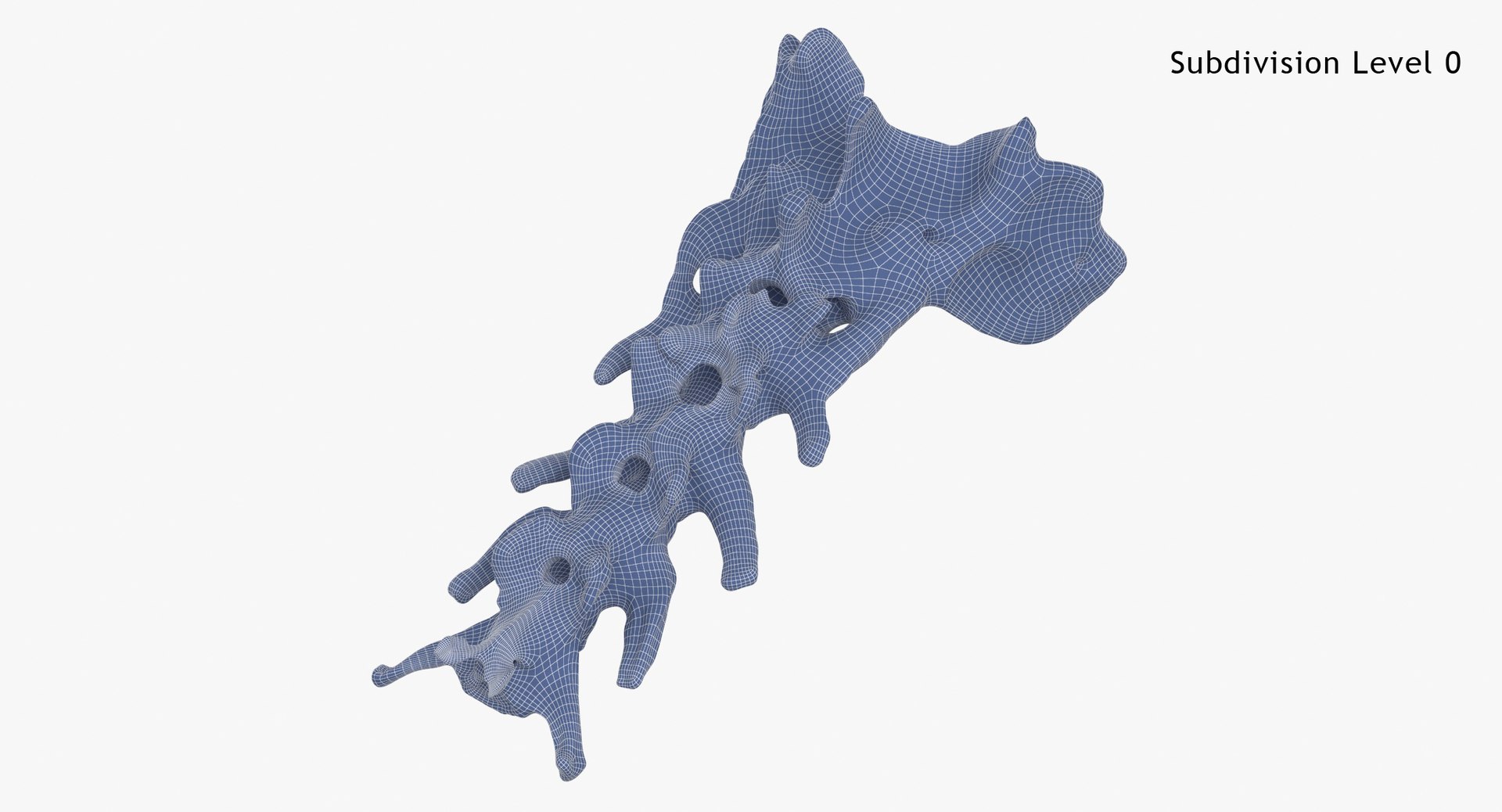 3D Domestic Cat Sacrum and First Three Caudal Vertebrae Bones 01 model ...