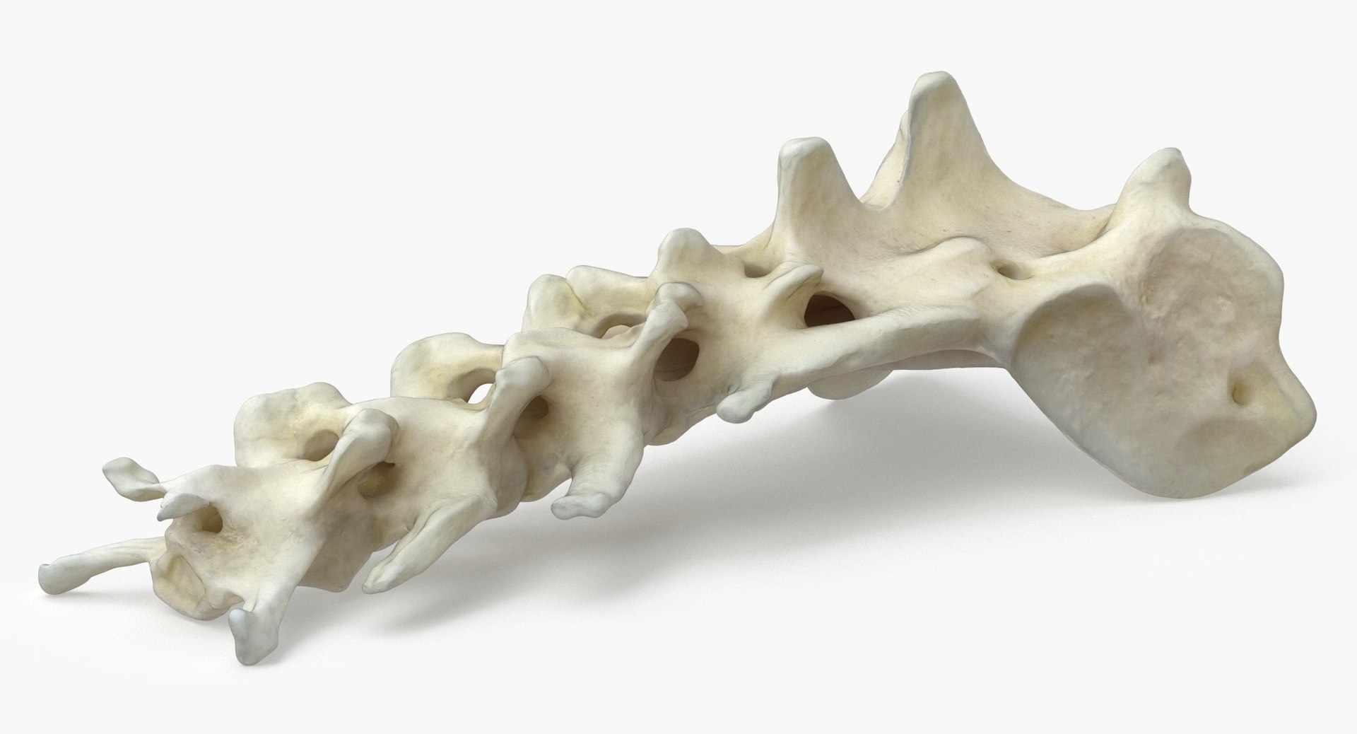 3D Domestic Cat Sacrum And First Three Caudal Vertebrae Bones 01 Model ...