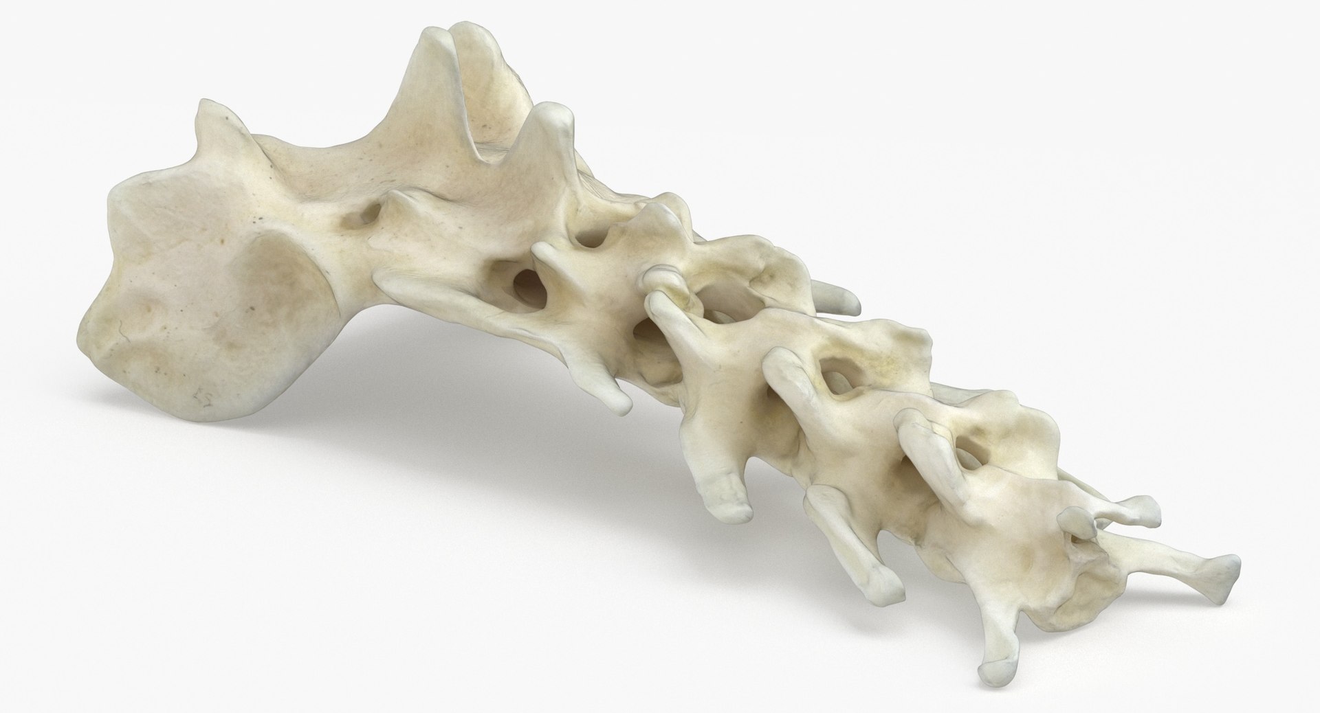 3D Domestic Cat Sacrum And First Three Caudal Vertebrae Bones 01 Model ...