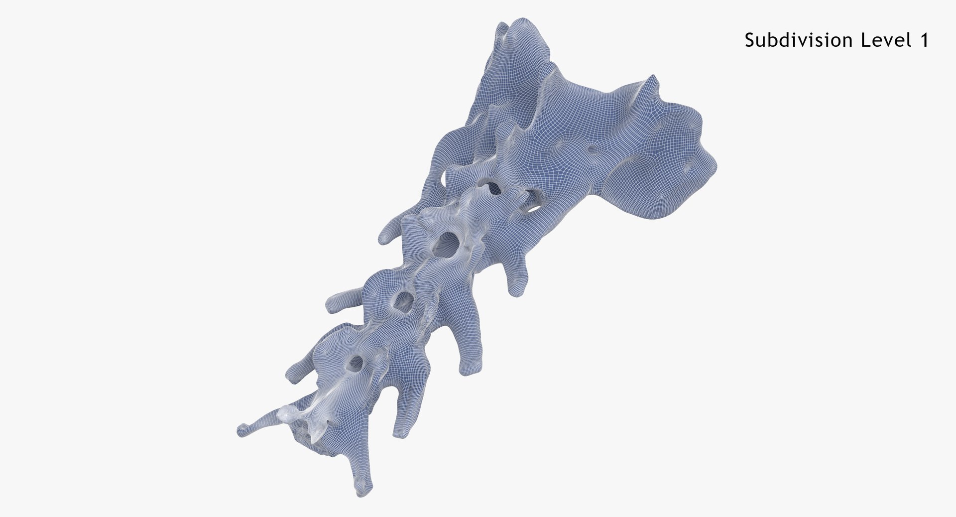 3D Domestic Cat Sacrum and First Three Caudal Vertebrae Bones 01 model ...
