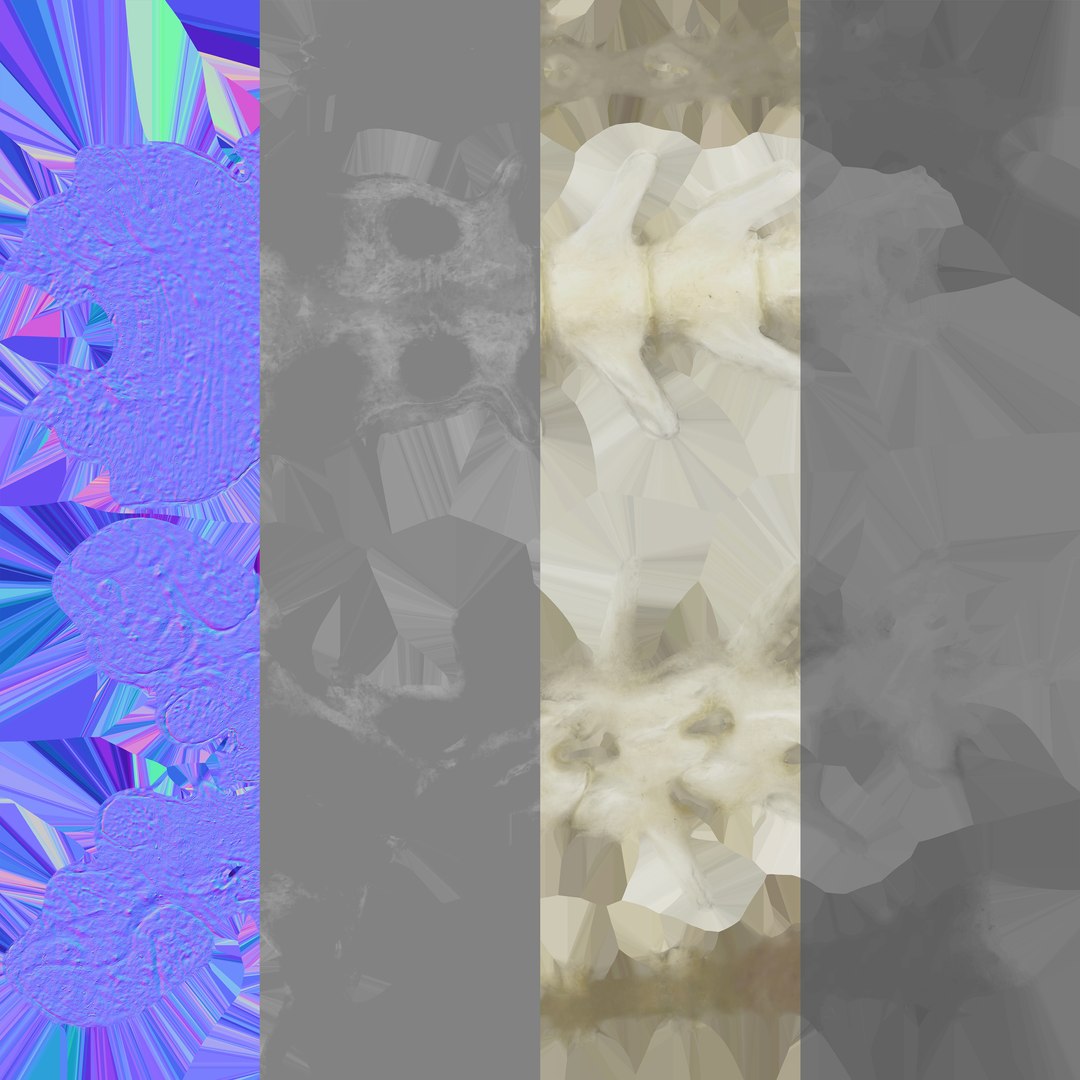 3D Domestic Cat Sacrum and First Three Caudal Vertebrae Bones 01 model ...