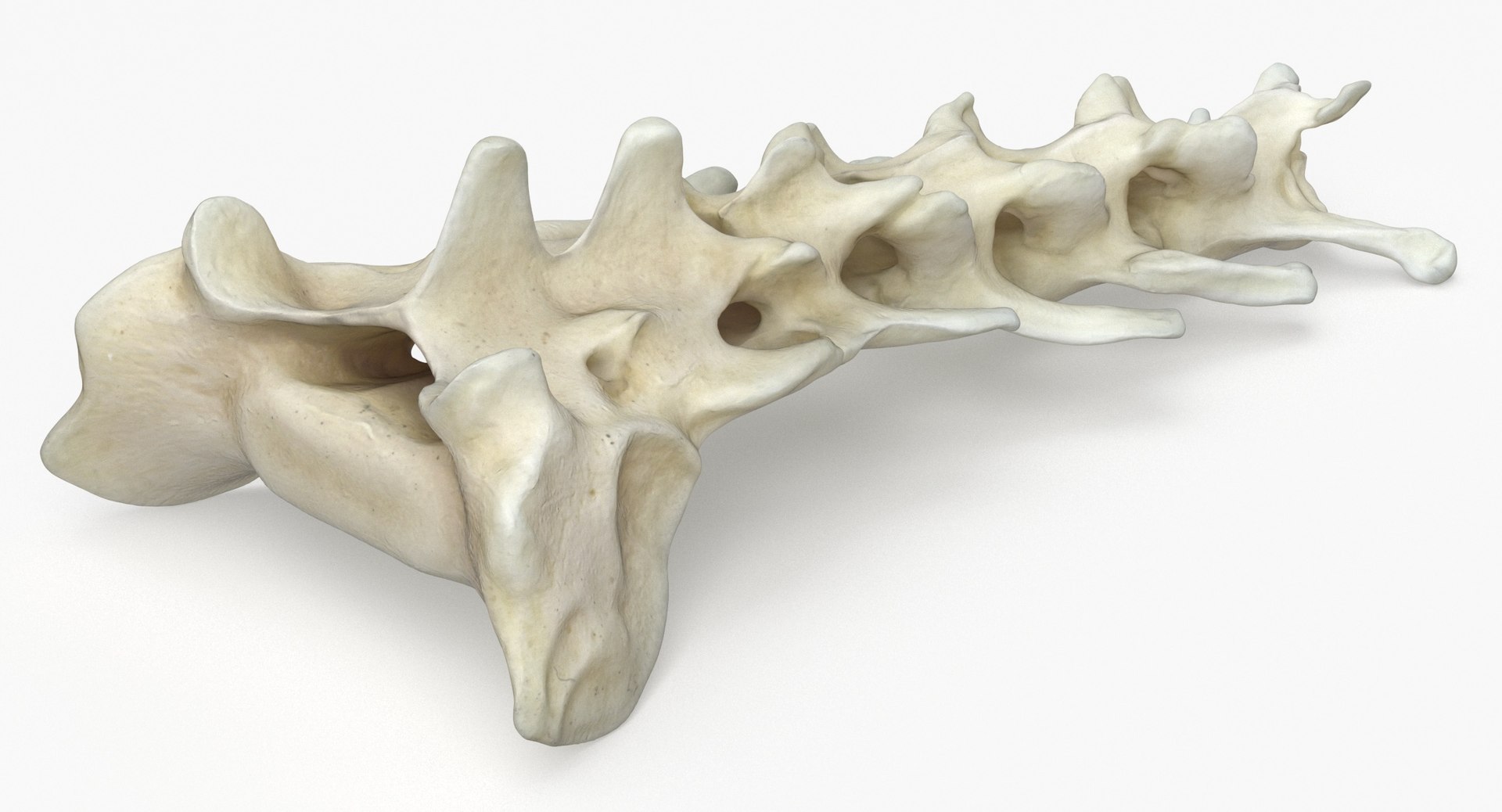 3D Domestic Cat Sacrum And First Three Caudal Vertebrae Bones 01 Model ...