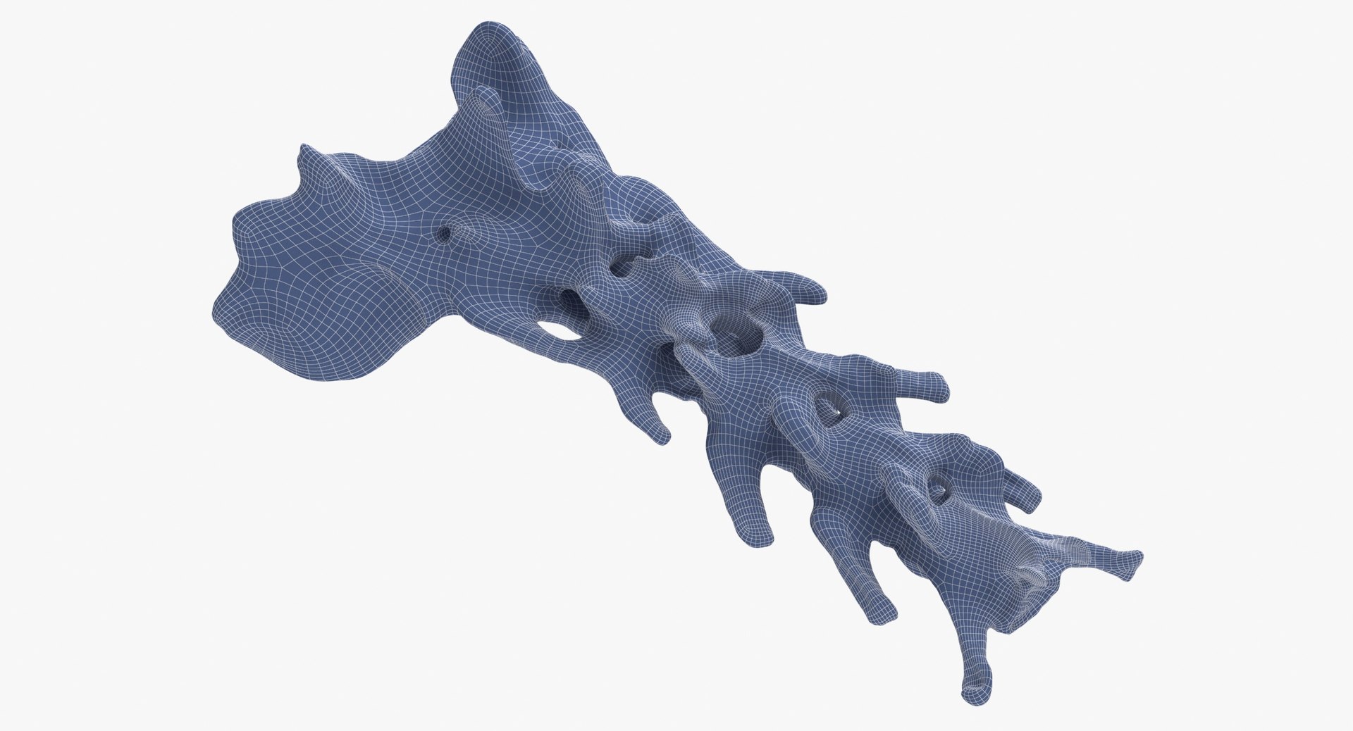 3D Domestic Cat Sacrum and First Three Caudal Vertebrae Bones 01 model ...