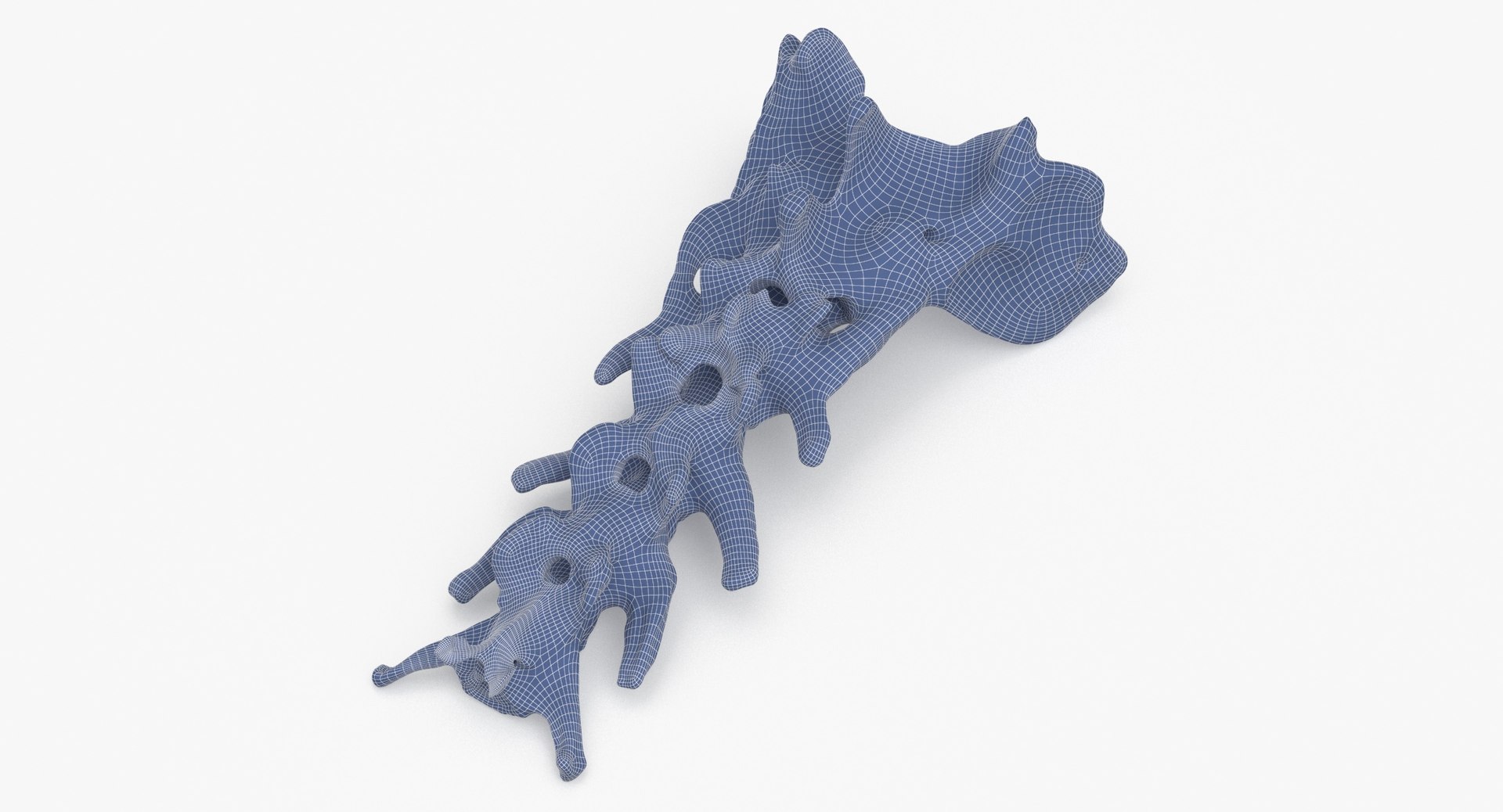 3D Domestic Cat Sacrum And First Three Caudal Vertebrae Bones 01 Model ...