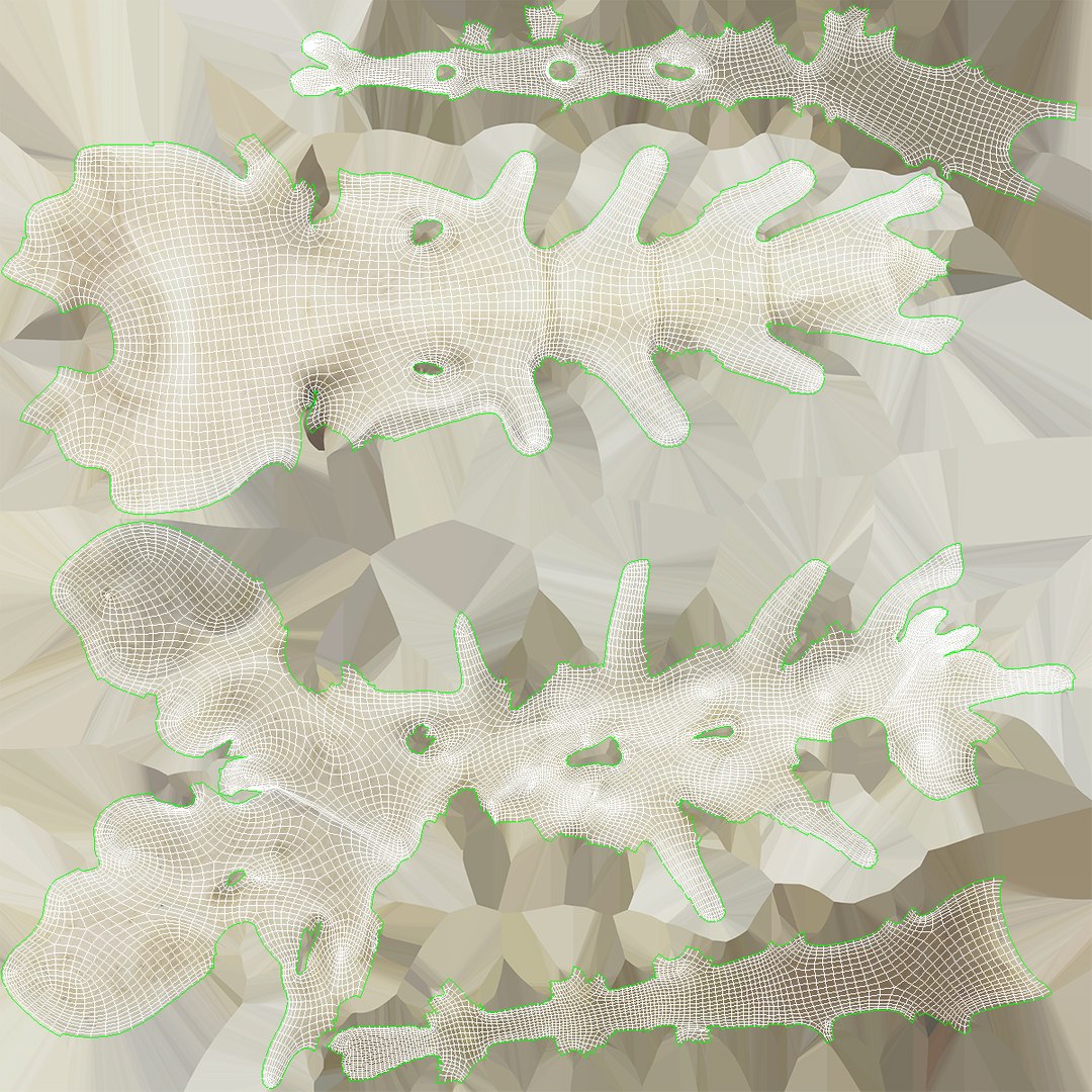 3D Domestic Cat Sacrum and First Three Caudal Vertebrae Bones 01 model ...