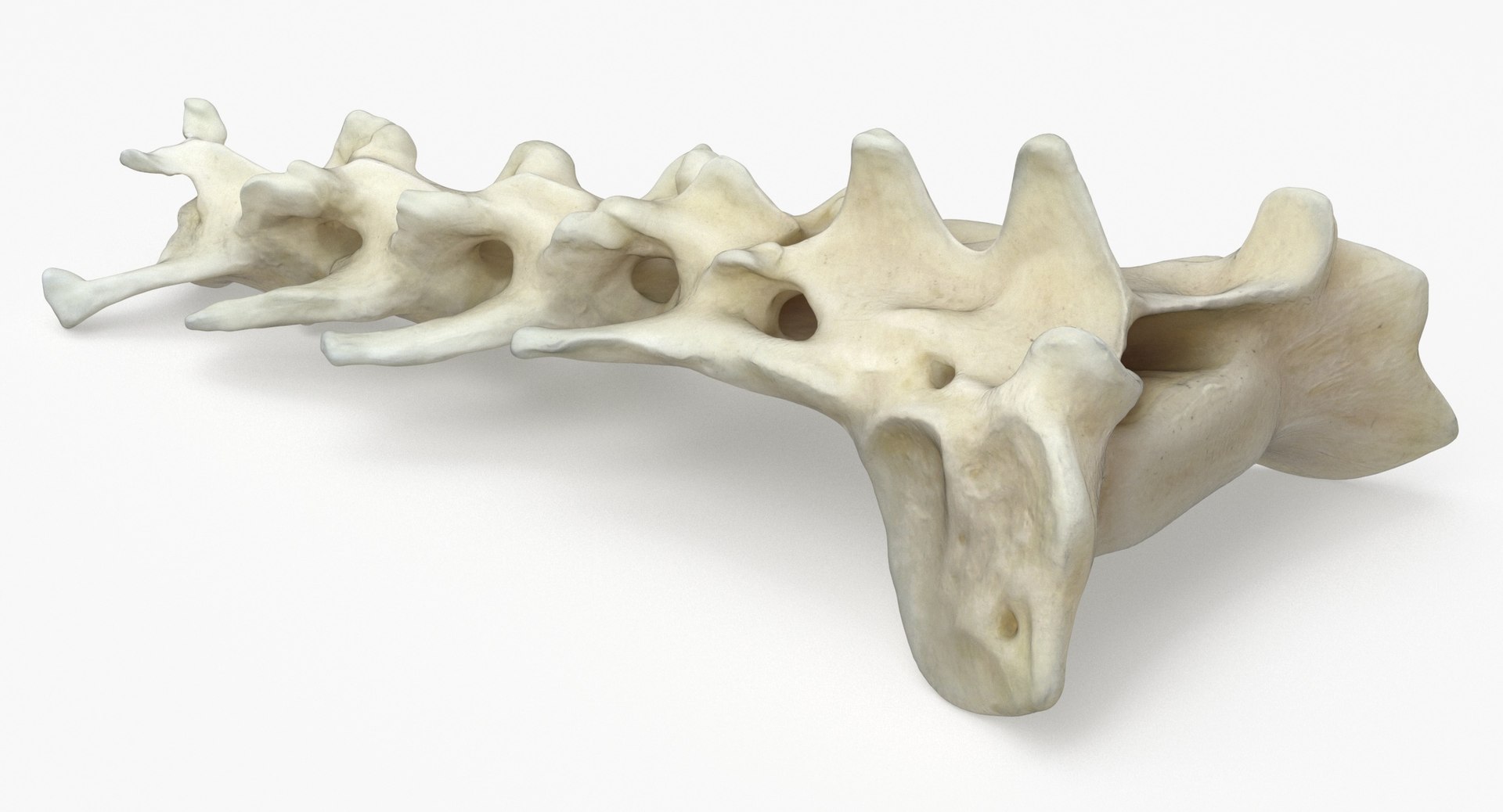 3D Domestic Cat Sacrum And First Three Caudal Vertebrae Bones 01 Model ...