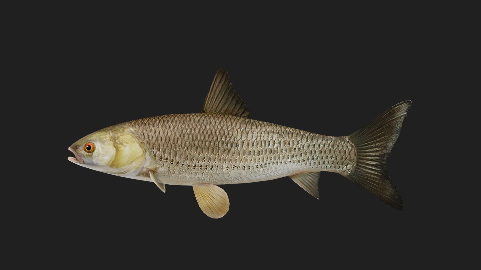3D Carp - TurboSquid 2123242