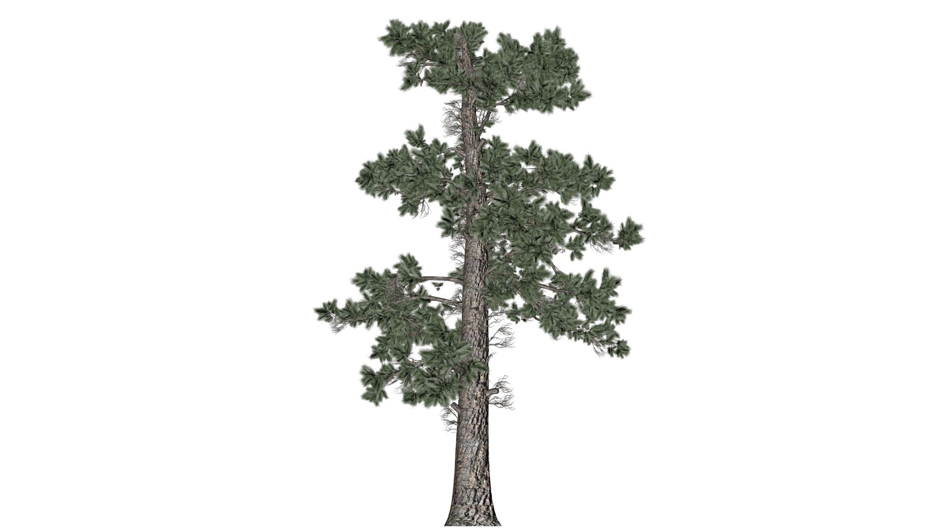 3D Eastern White Pine - 08 - Model - TurboSquid 2373457