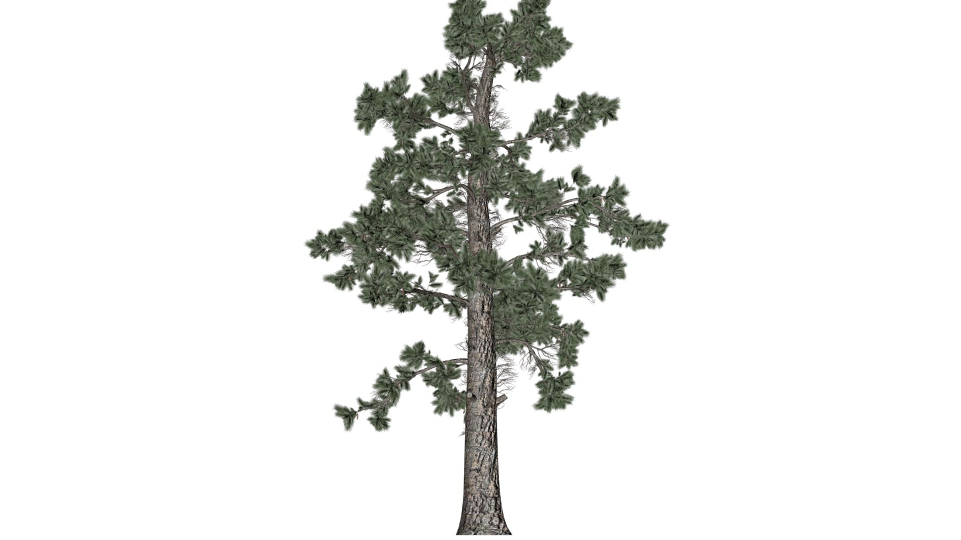 3D Eastern White Pine - 08 - Model - TurboSquid 2373457