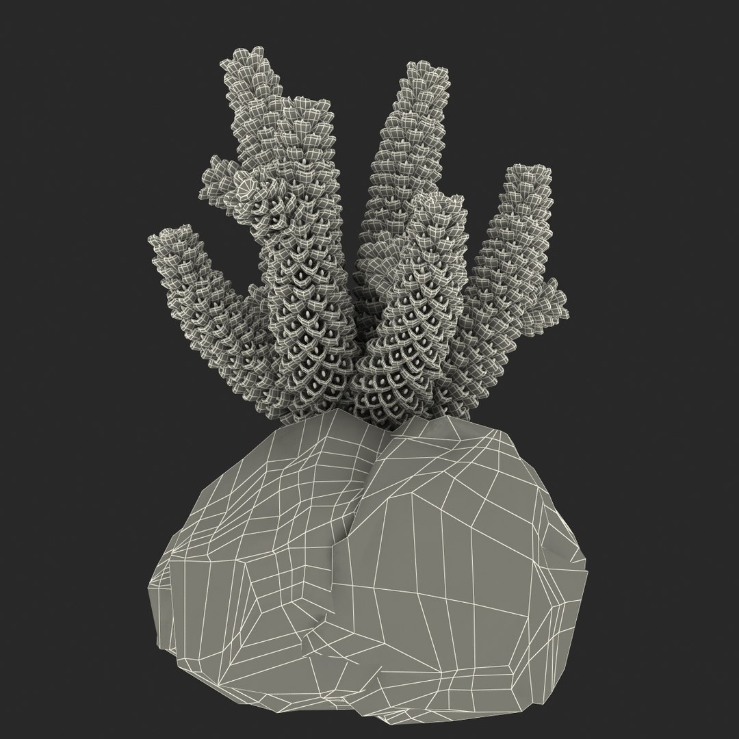 3d Model Coral Marine Life