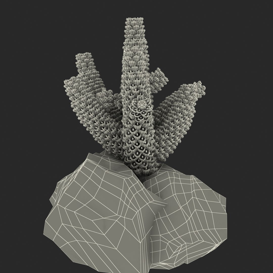 3d Model Coral Marine Life