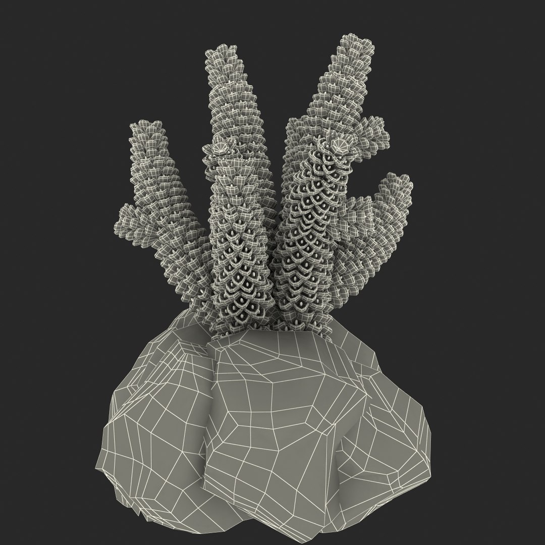 3d Model Coral Marine Life