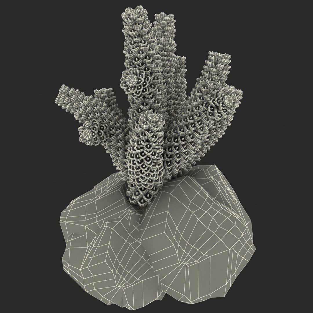 3d Model Coral Marine Life