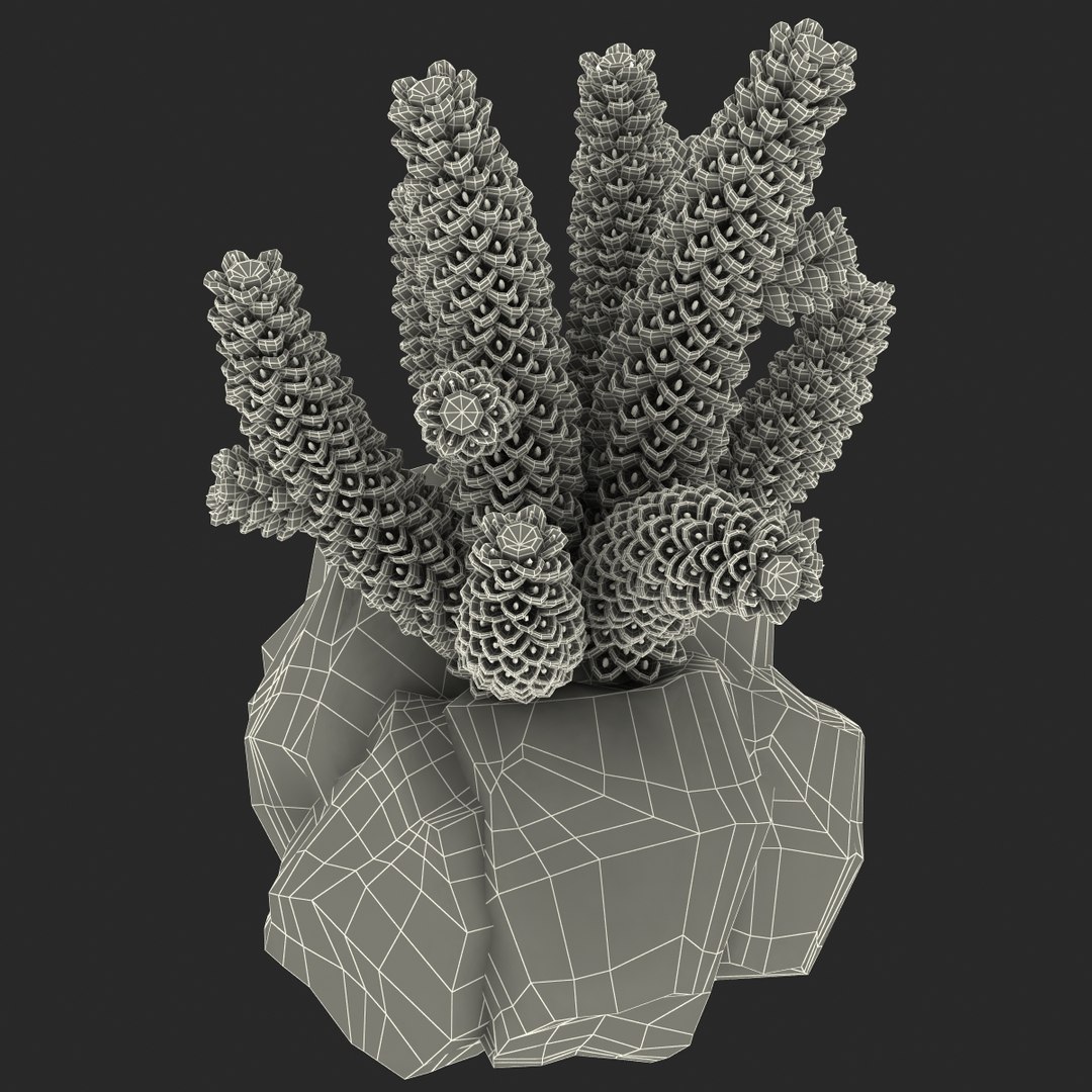 3d Model Coral Marine Life