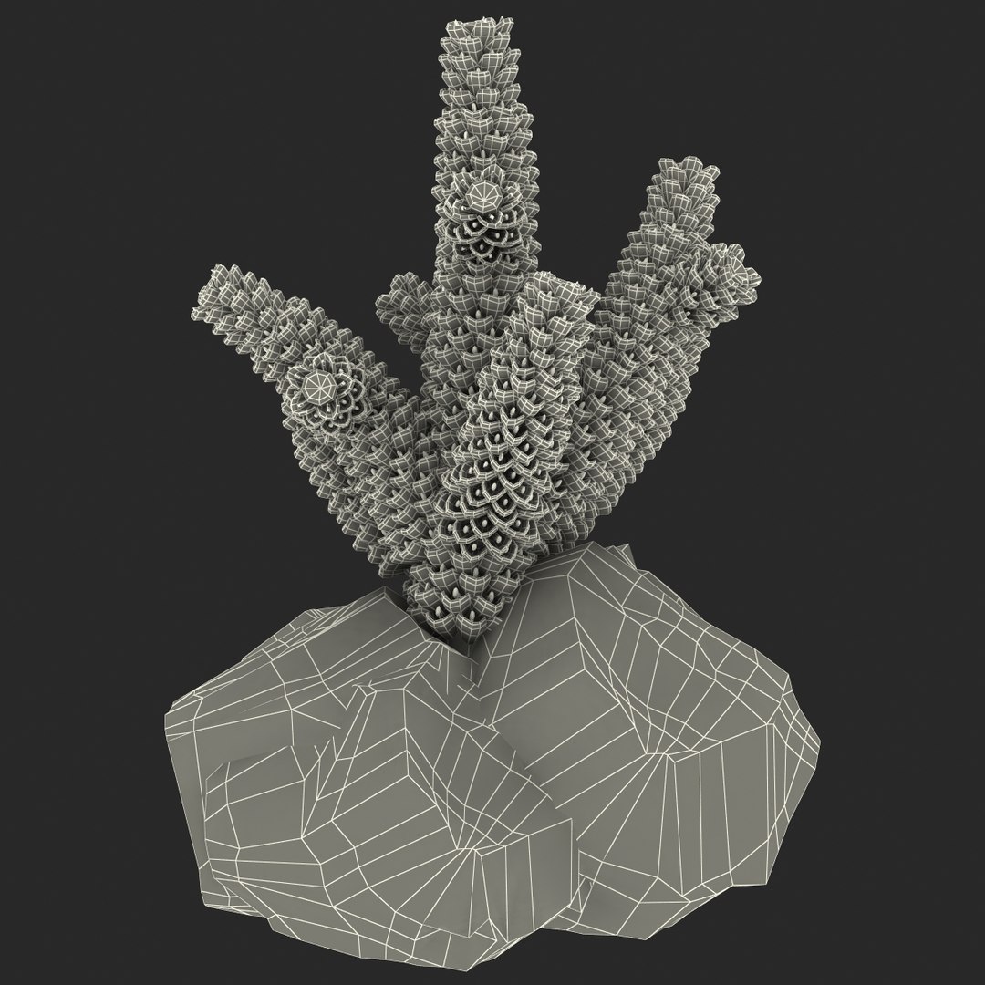 3d Model Coral Marine Life