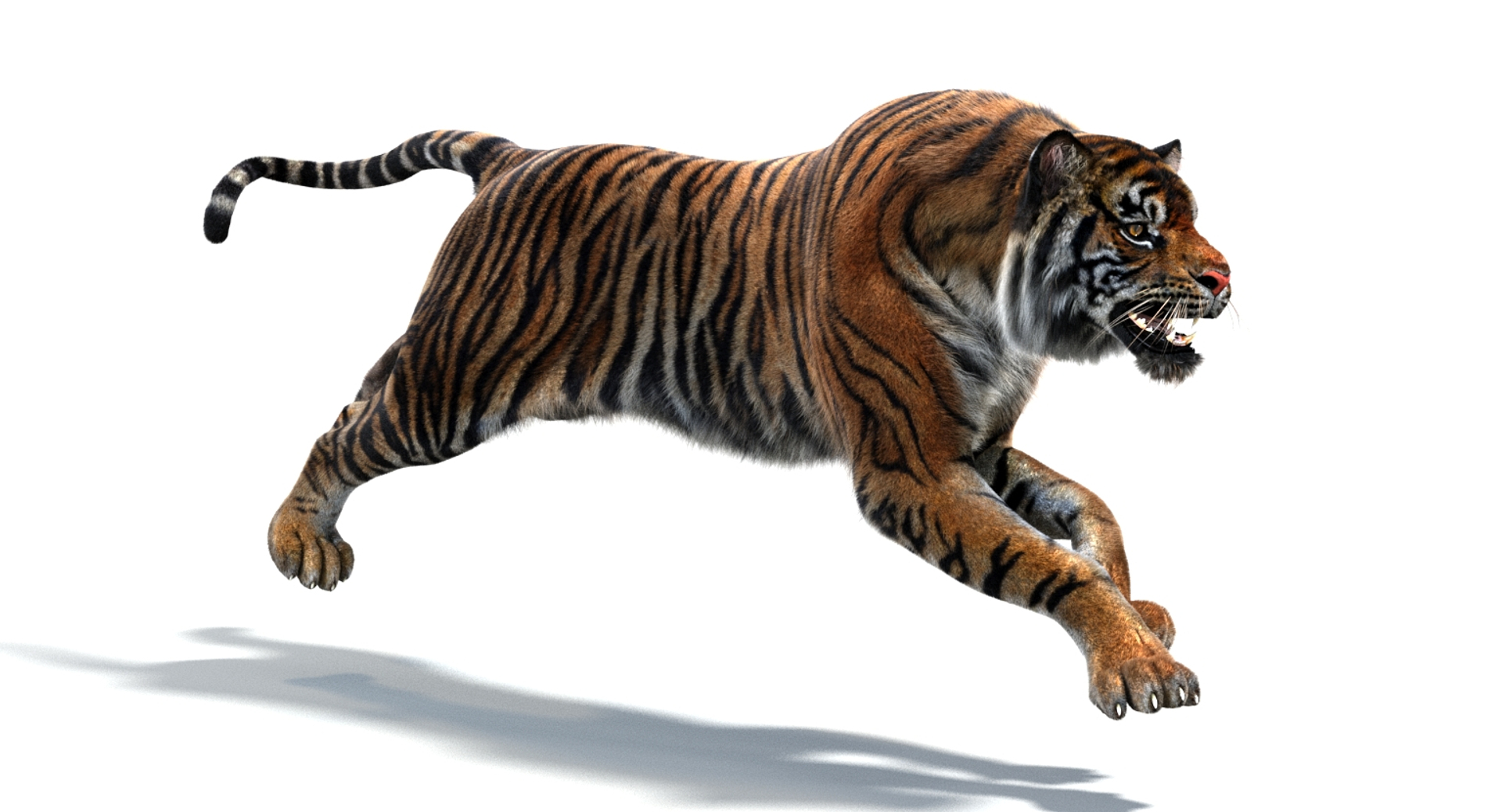 Tiger white natural animations 3D model - TurboSquid 1328180