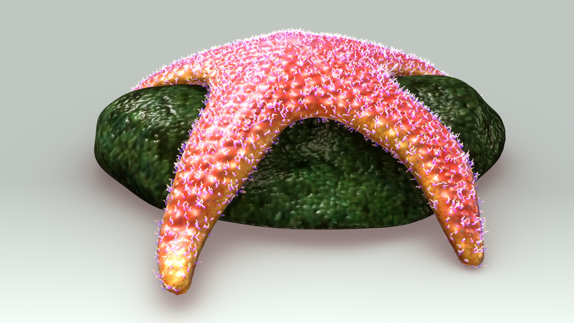 3d Echinoderms Model