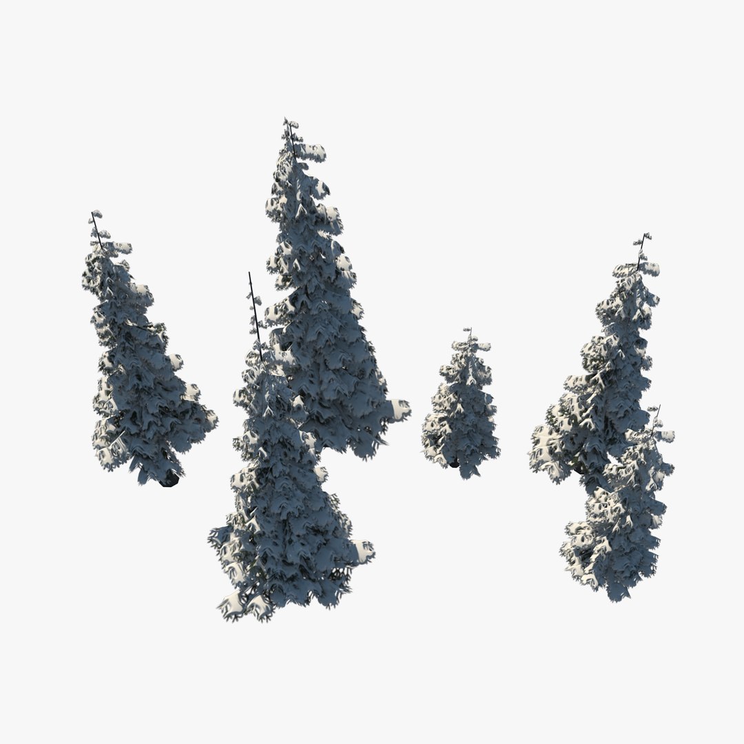 3d spruce tree model