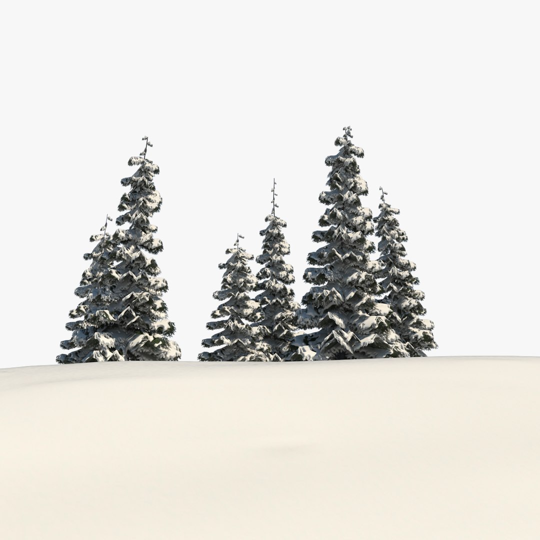 3d spruce tree model