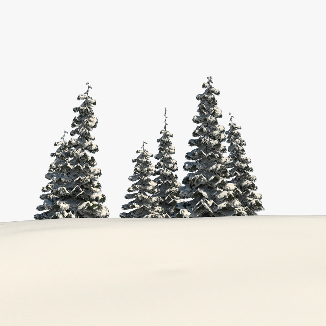 3d spruce tree model