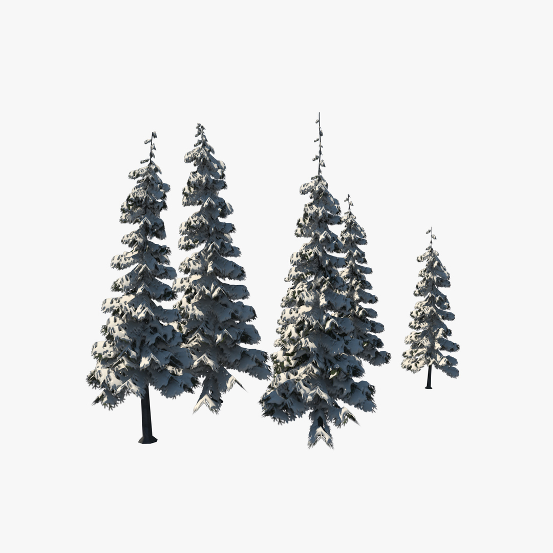 3d spruce tree model