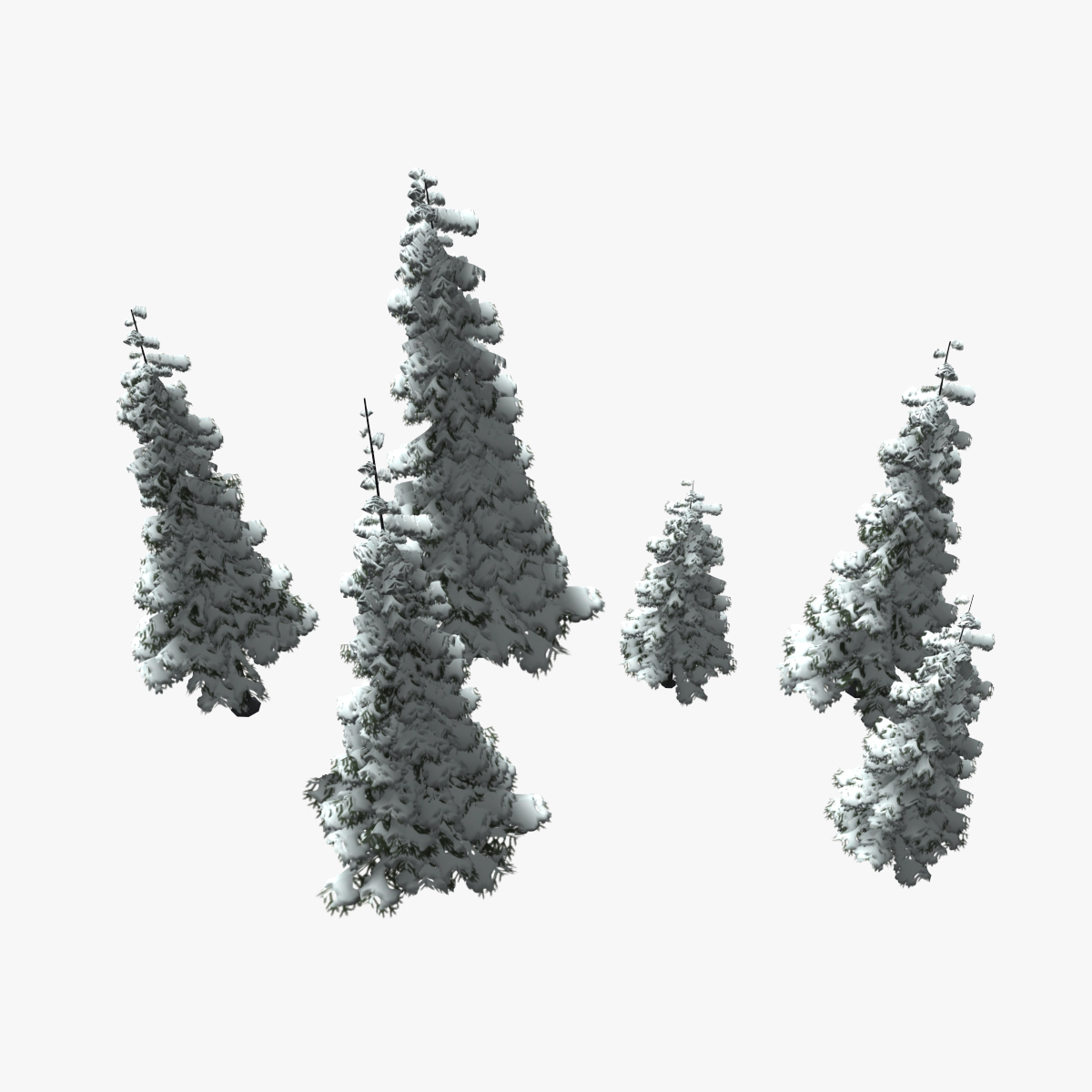 3d spruce tree model