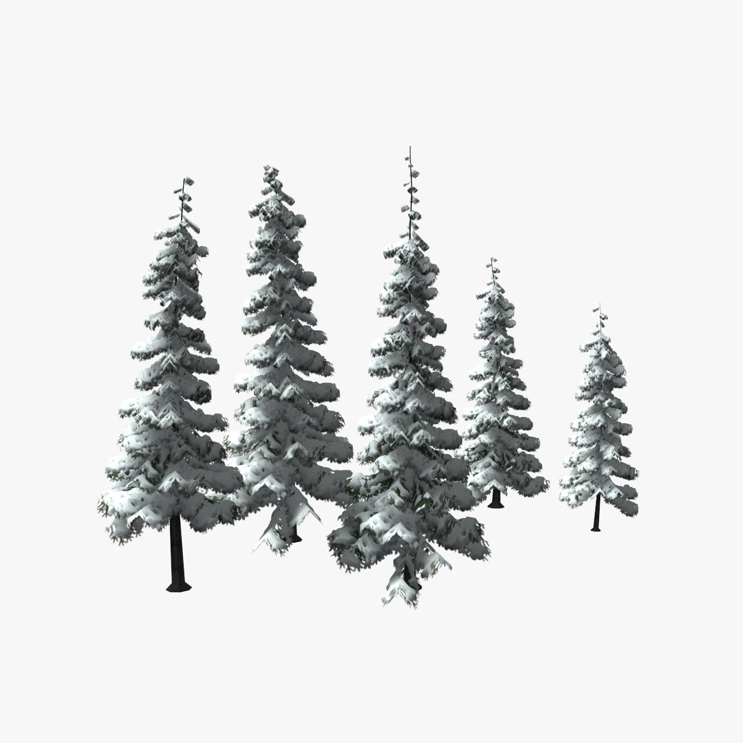 3d spruce tree model