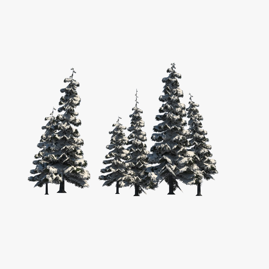 3d spruce tree model