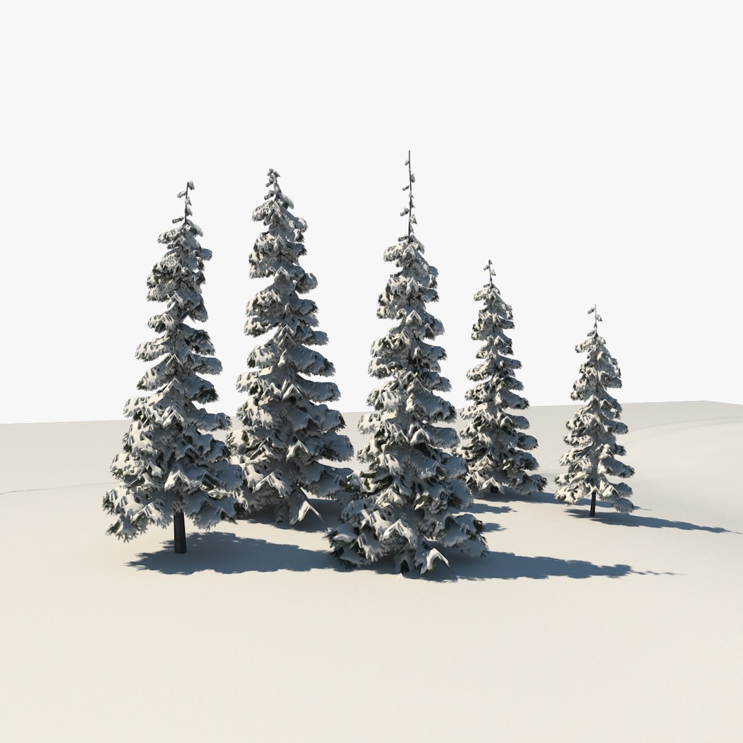 3d spruce tree model