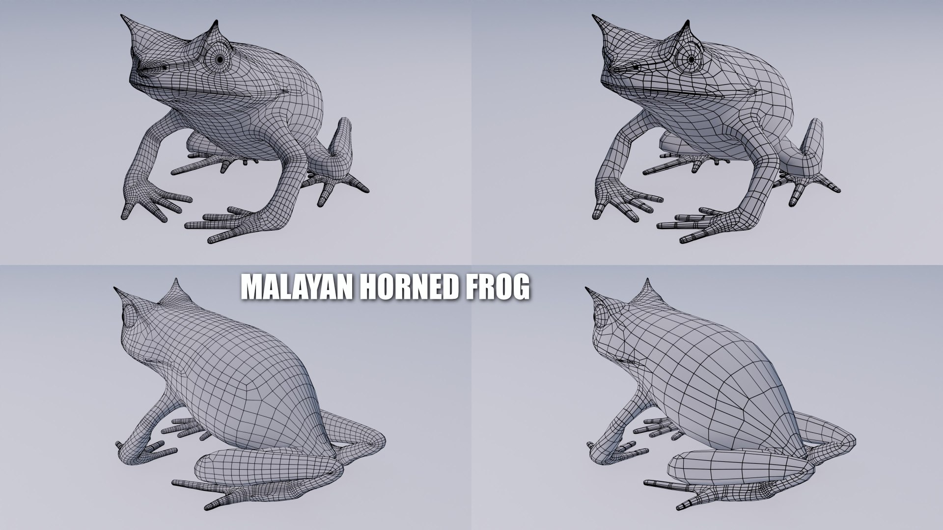 3D Malayan Horned Frog - Rigged Model - TurboSquid 2031808