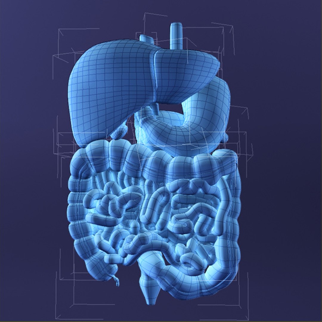 digestive x-ray 3d max