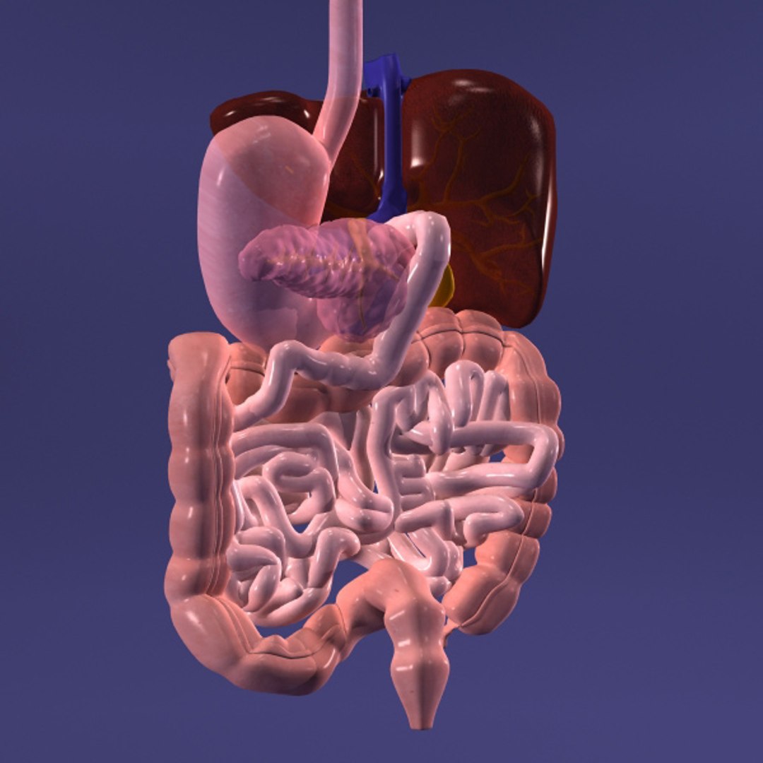 digestive x-ray 3d max